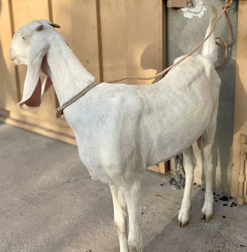 Pure Muhammad Pur Bakri - Goats - 1106359331