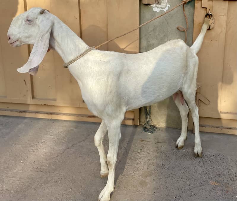 Pure Muhammad Pur Bakri - Goats - 1106359331