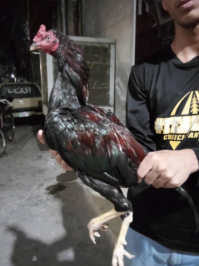Pure aseel murga breed mianwali - Hens - 1106212327