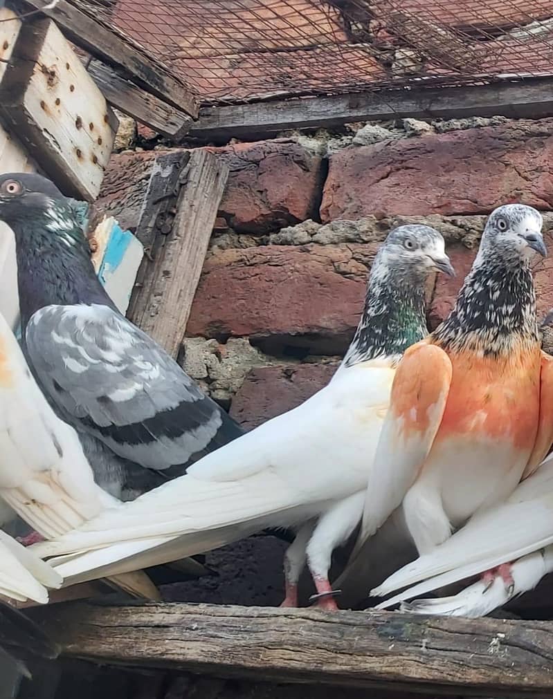 Goldan taddi sialkoti Parvazi kabotar for sale. - Pigeons - 1106371663
