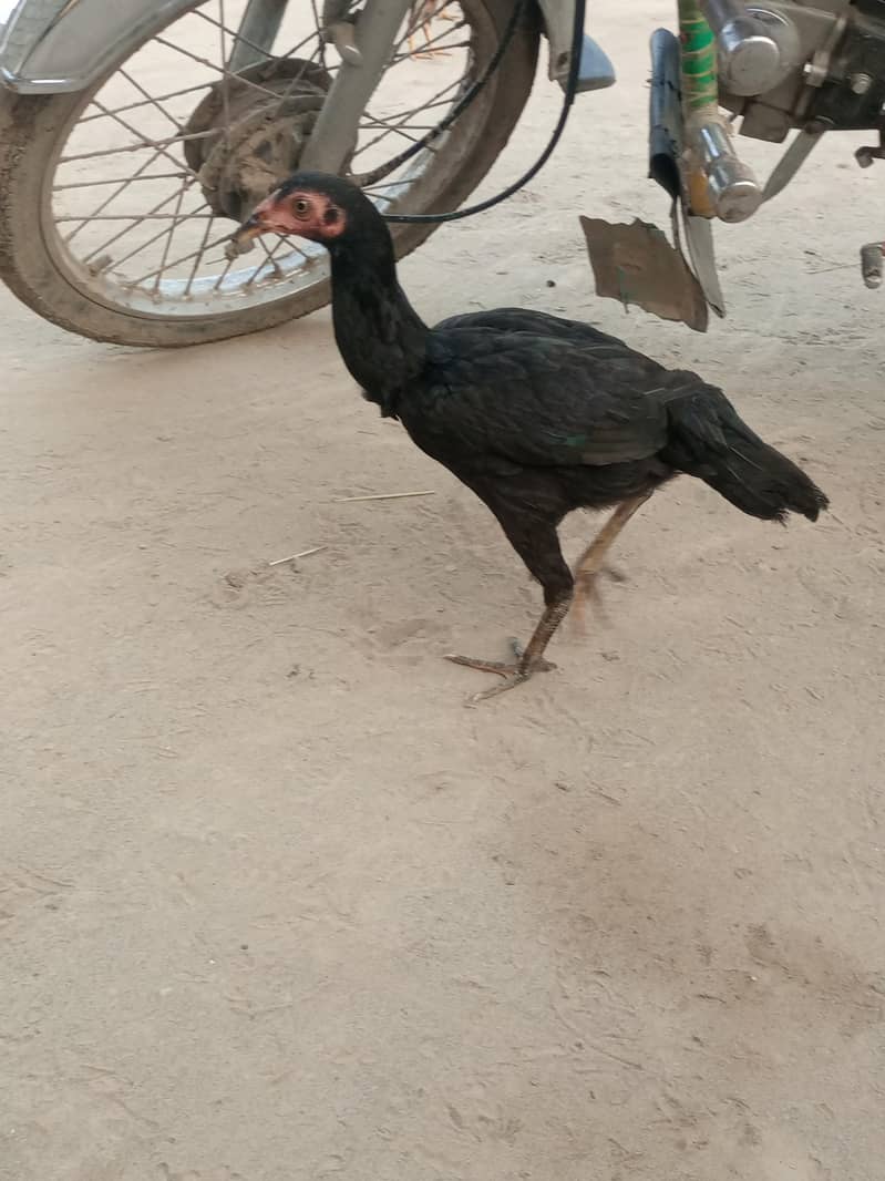 Aseel trioset Patha Pathiyan - Hens - 1105144423