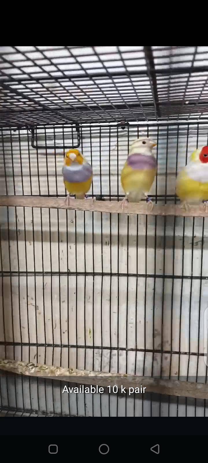 lady goldian fawn java beredar pear all finches - Finches - 1106388018