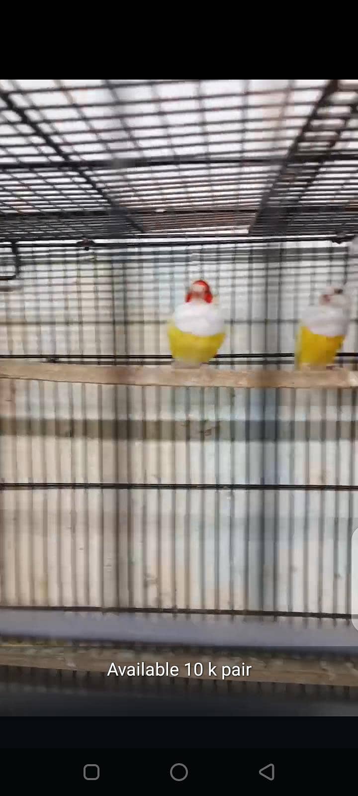 lady goldian fawn java beredar pear all finches - Finches - 1106388018