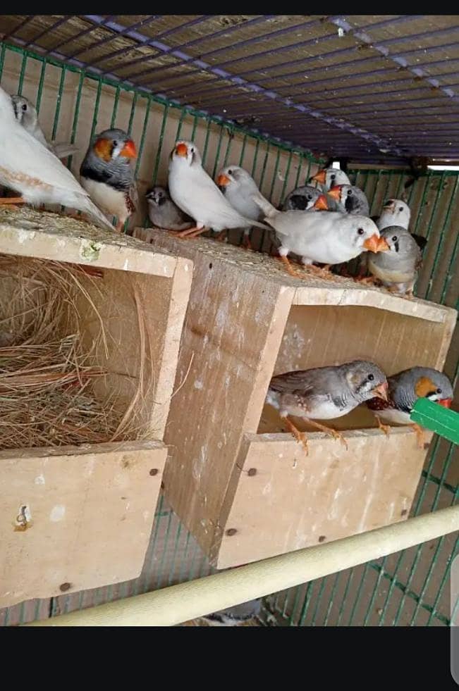 lady goldian fawn java beredar pear all finches - Finches - 1106388018