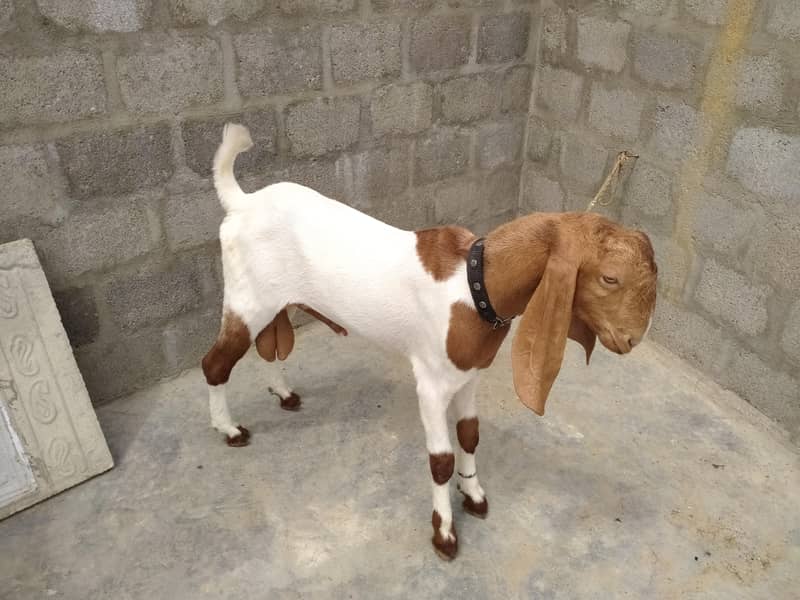 ando Bakra urgent sale 9 month - Other Animals - 1106388436