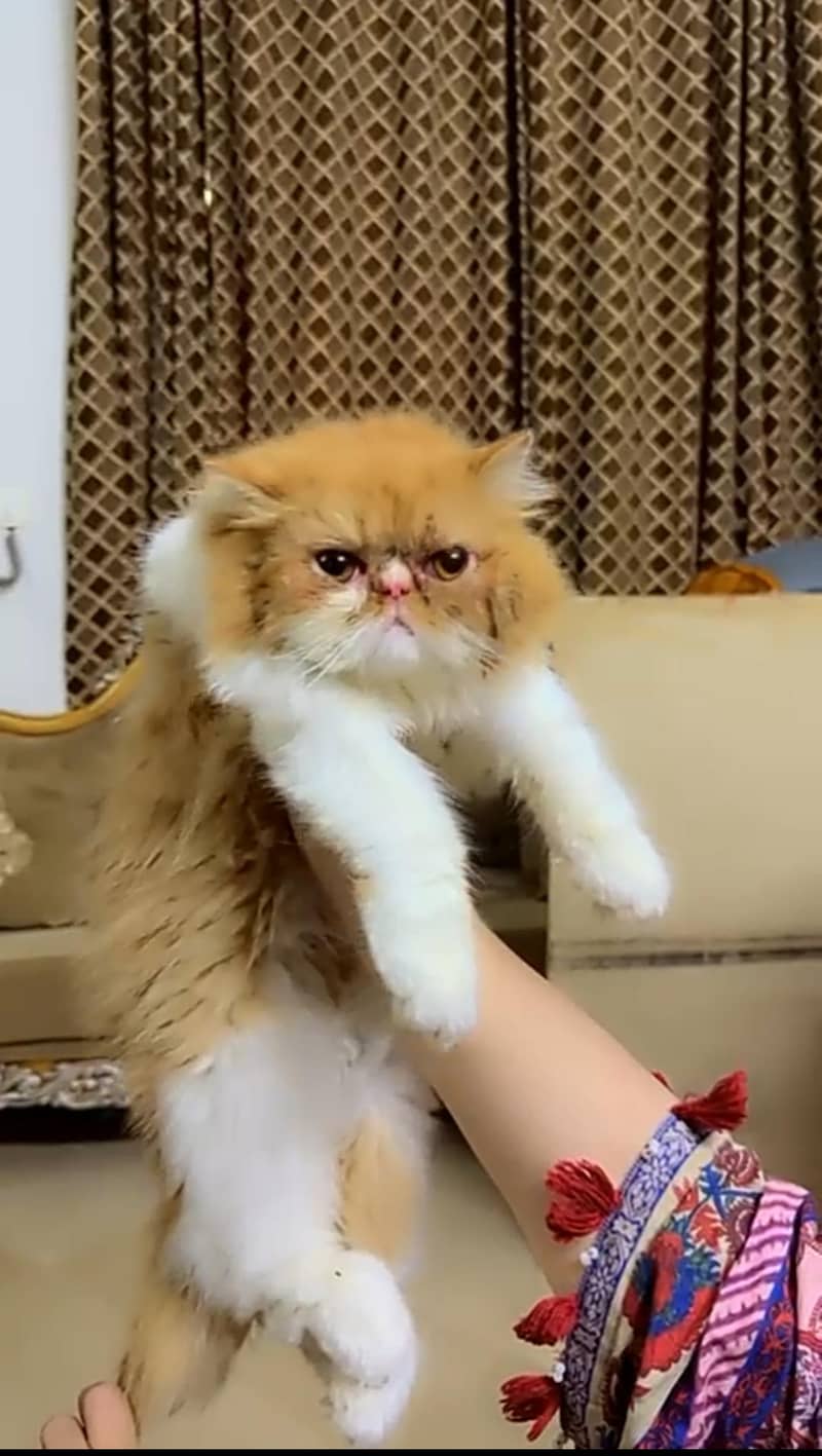 Peke Female Persian Cat Kitten Home Cat - Cats - 1106388746