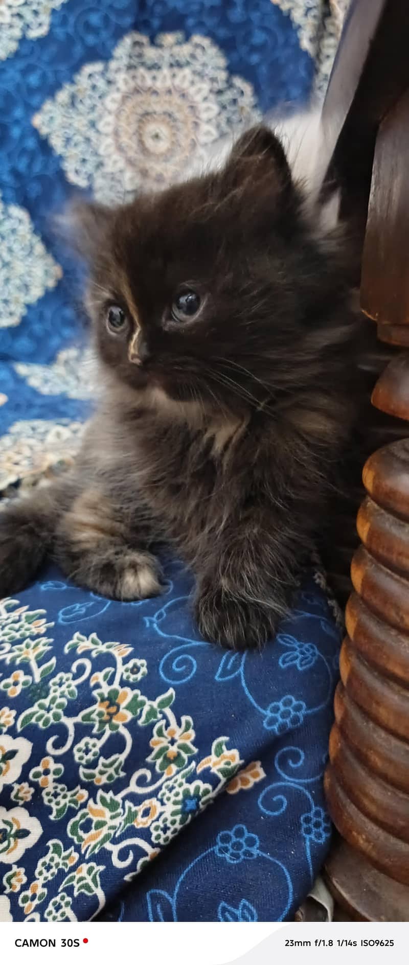 persion kittens - Cats - 1106390875