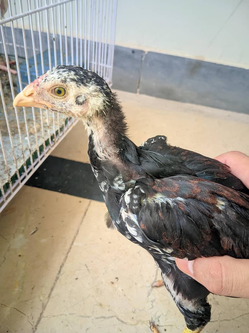 Aseel chicken Breed Price negotiable - Hens - 1106391355