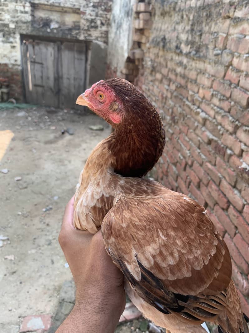 Pure quality murgi kami bashi ho jay gi 03444706474 whats ap - Hens ...