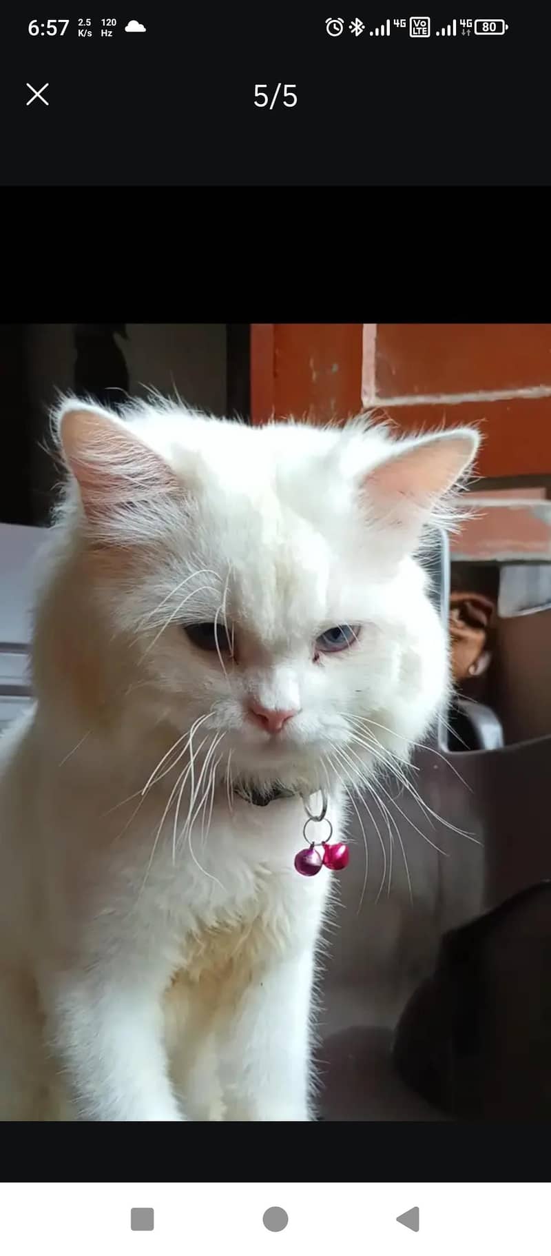 mating/Cross/breeding - Cats - 1106402739