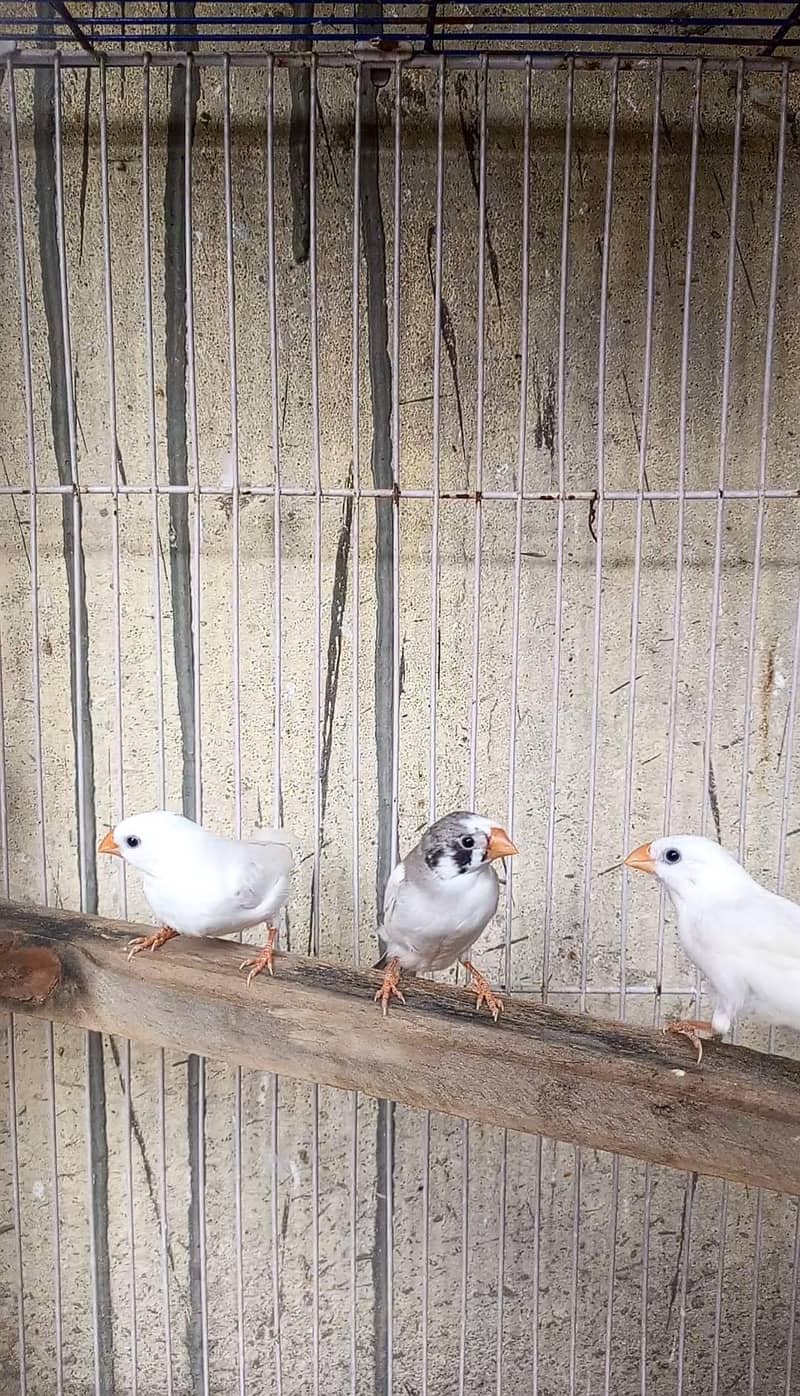 snow White saddle back 4 pieces females available only - Finches ...