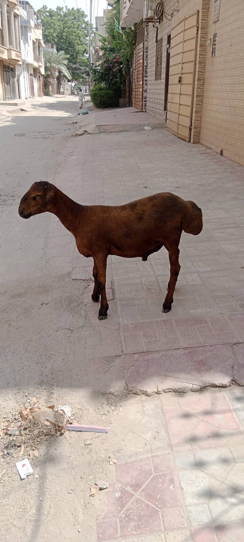 sheep male - Sheep - 1106445895