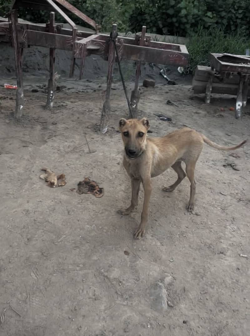 Afghan kuchi dog - Dogs - 1106446698
