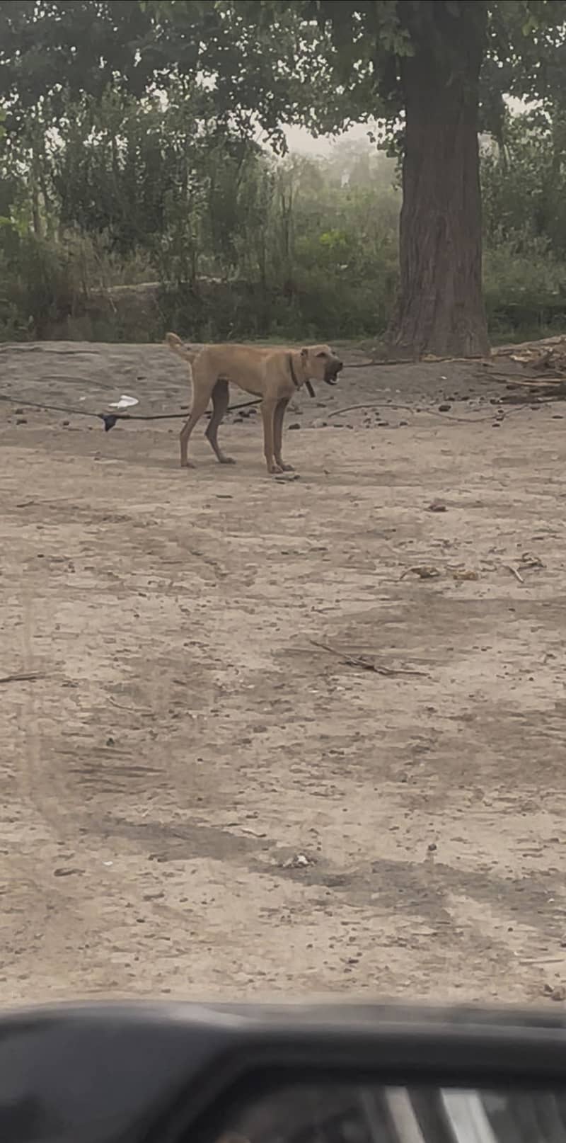 Afghan kuchi dog - Dogs - 1106446698