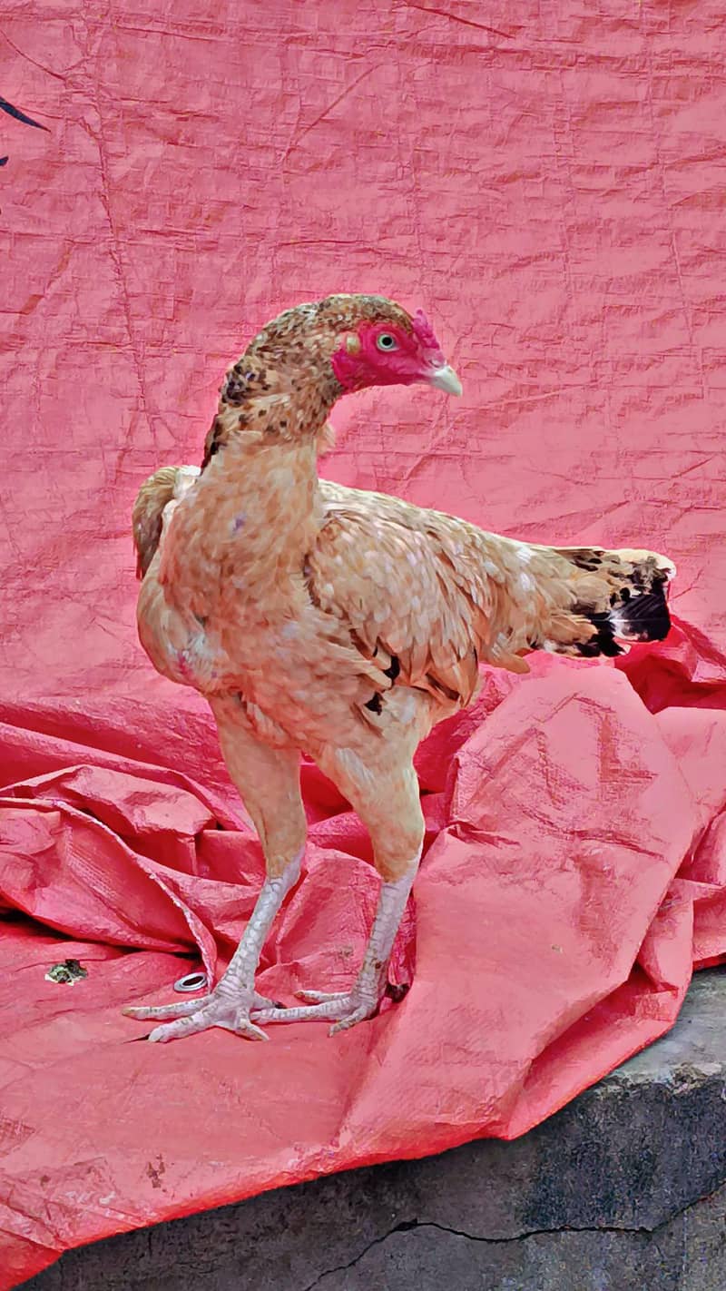 Pure Mianwali Aseel Madi white eyes - Hens - 1105617241
