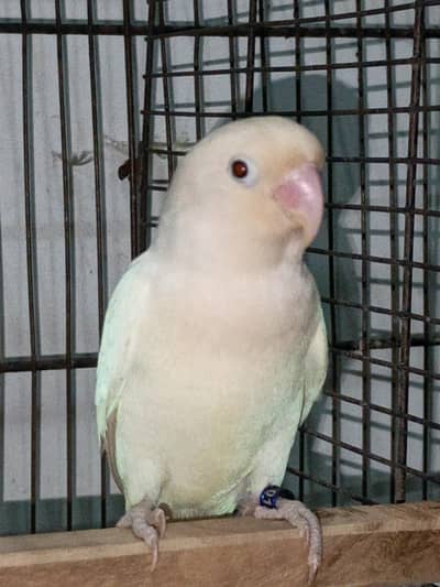 Albino split ino breeder male. - Parrots - 1106472302