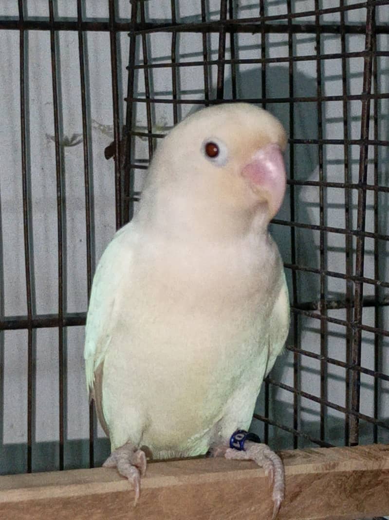 Albino split ino breeder male. - Parrots - 1106472302