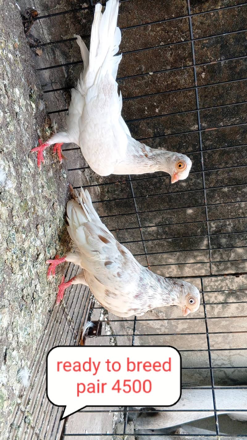 fancy pigeon | kabutar| Jacobin| frillback saddle | amarican fantail ...