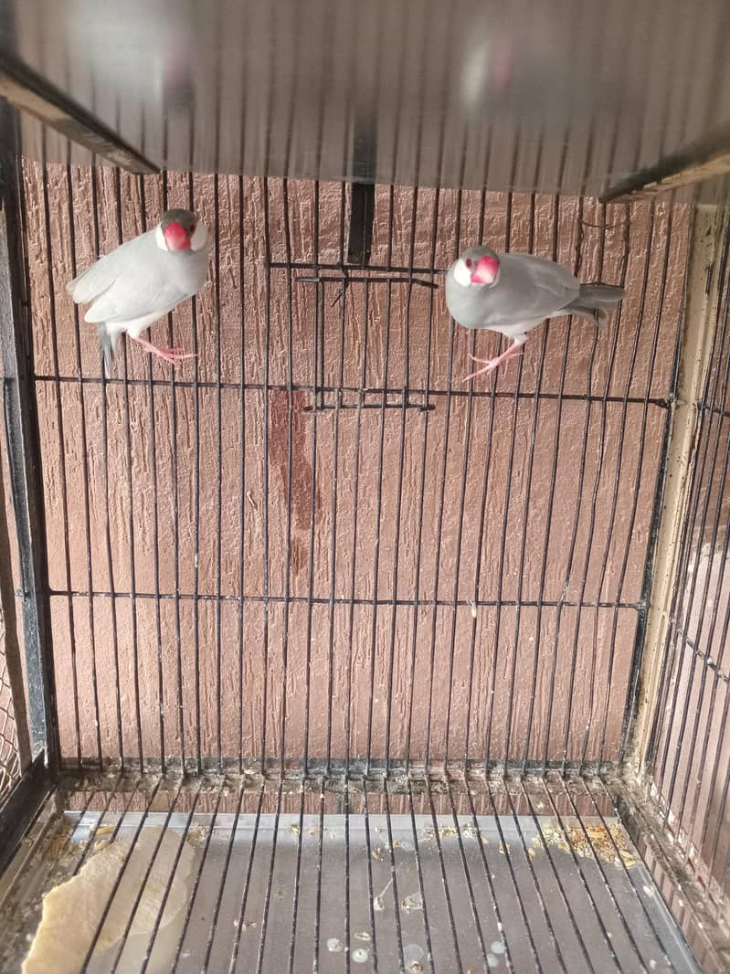 Silver java pair - Finches - 1106485394