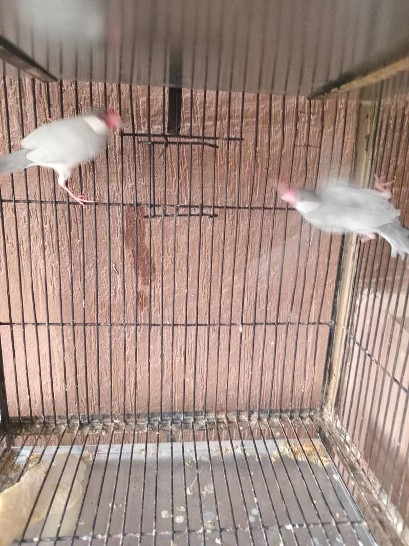 Silver java pair - Finches - 1106485394