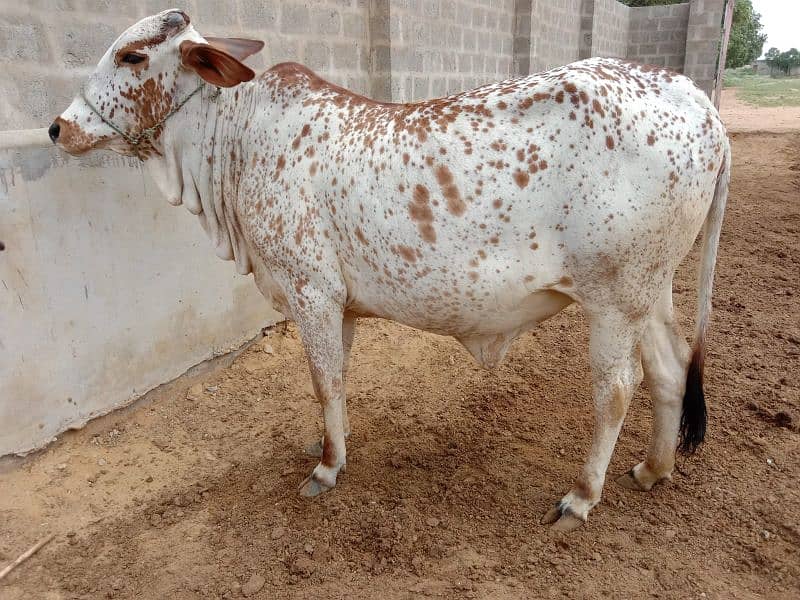 Bachra | Bachiya | Calf | Pada | Buffalo | Bhence | Cow for Sale - Cows ...