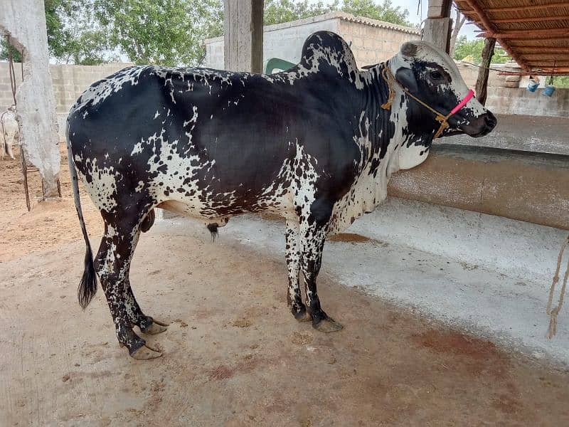 Bachra | Bachiya | Calf | Pada | Buffalo | Bhence | Cow for Sale - Cows ...