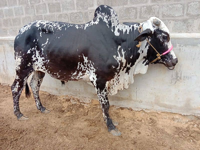 Bachra | Bachiya | Calf | Pada | Buffalo | Bhence | Cow for Sale - Cows ...