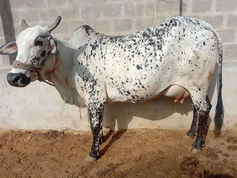 Bachra | Bachiya | Calf | Pada | Buffalo | Bhence | Cow for Sale - Cows ...