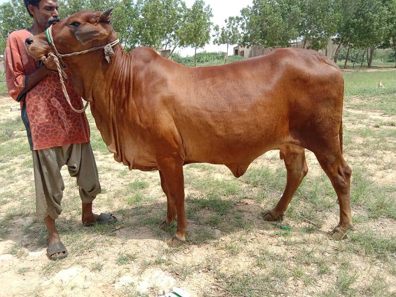 Bachra | Bachiya | Calf | Pada | Buffalo | Bhence | Cow for Sale - Cows ...