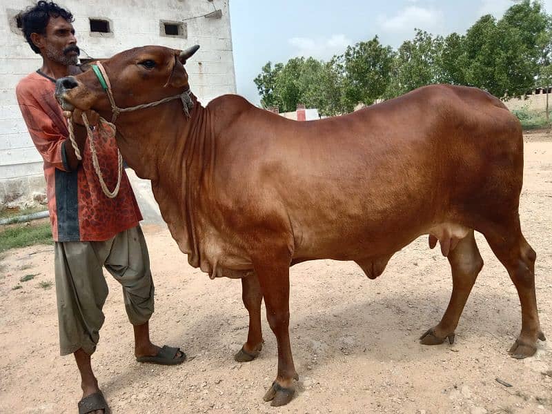 Bachra | Bachiya | Calf | Pada | Buffalo | Bhence | Cow for Sale - Cows ...