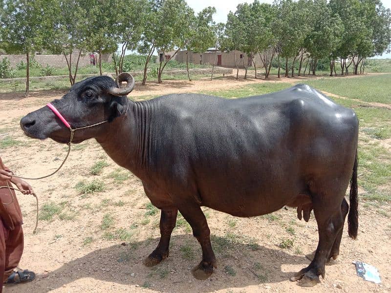 Bachra | Bachiya | Calf | Pada | Buffalo | Bhence | Cow for Sale - Cows ...