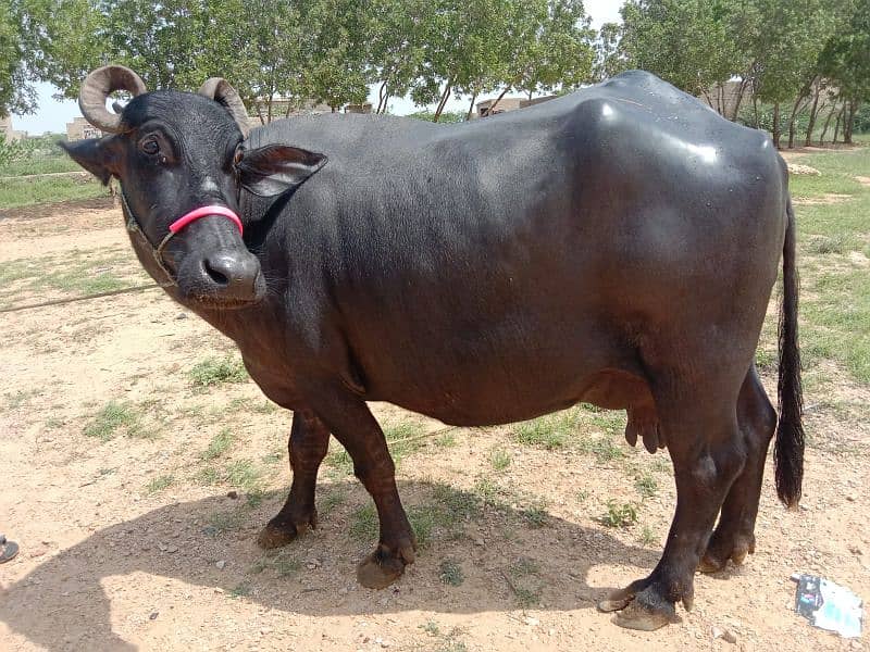 Bachra | Bachiya | Calf | Pada | Buffalo | Bhence | Cow for Sale - Cows ...
