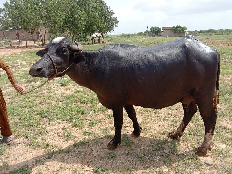 Bachra | Bachiya | Calf | Pada | Buffalo | Bhence | Cow for Sale - Cows ...
