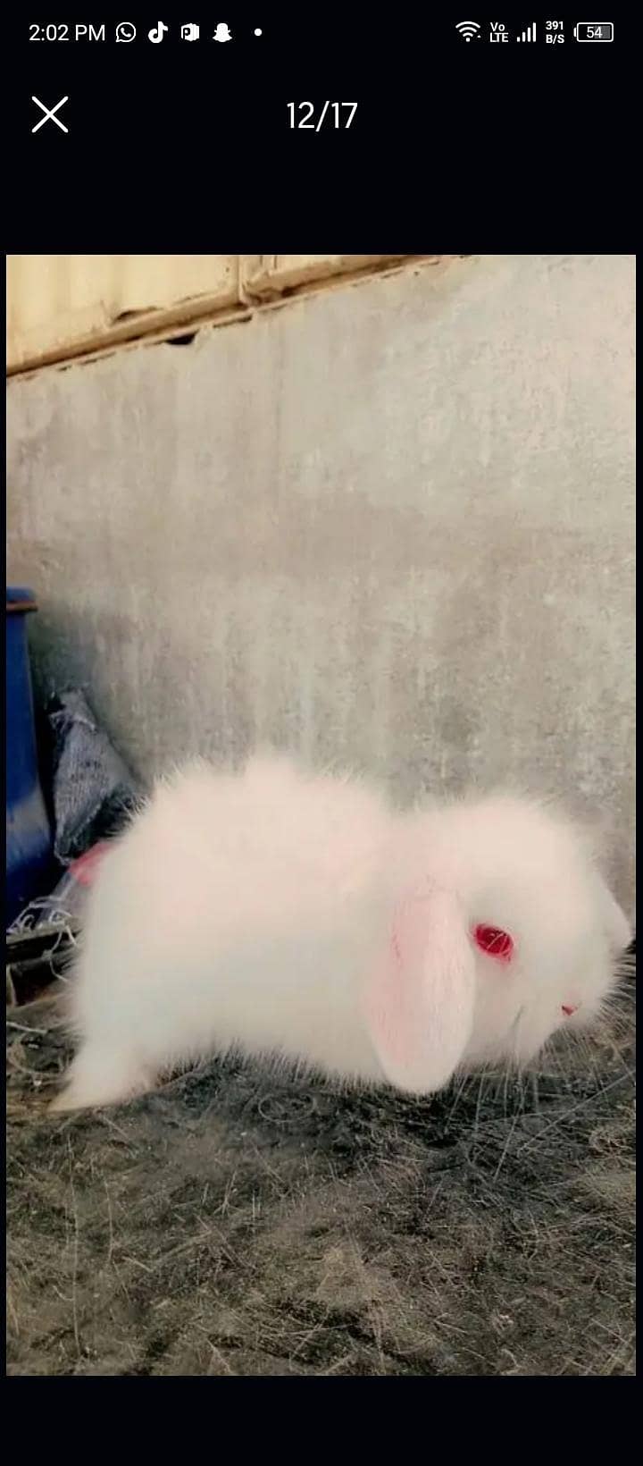 Loop Rabbit female - Rabbits - 1106505698