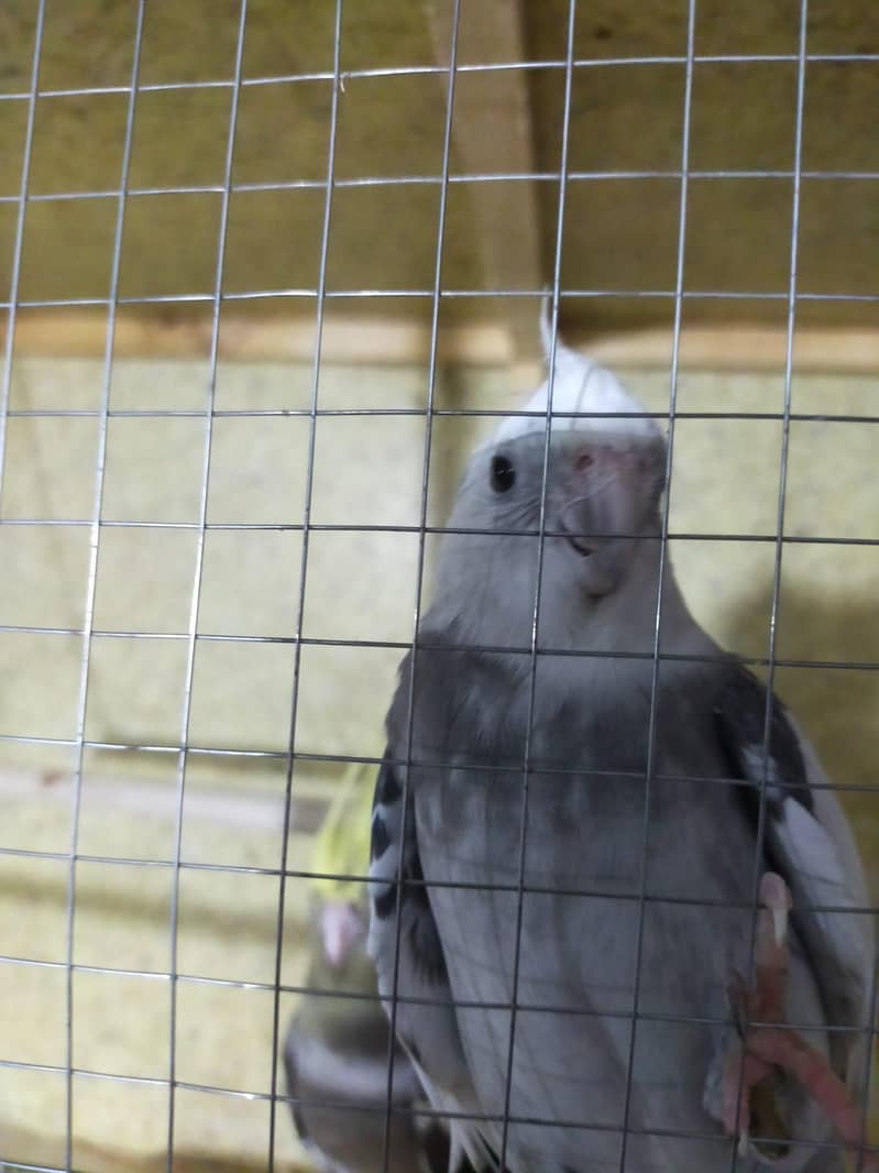 cocktail birds - Other Birds - 1106504933