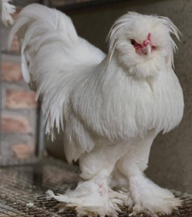 White Sultan Pair / Hens For sale / White Silkie. - Hens - 1106506087
