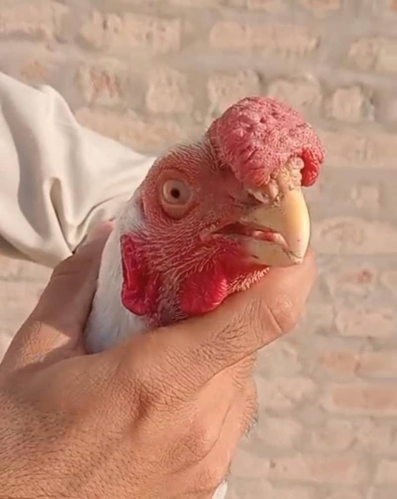 Parrot Beak. 03139874002 - Hens - 1106523090