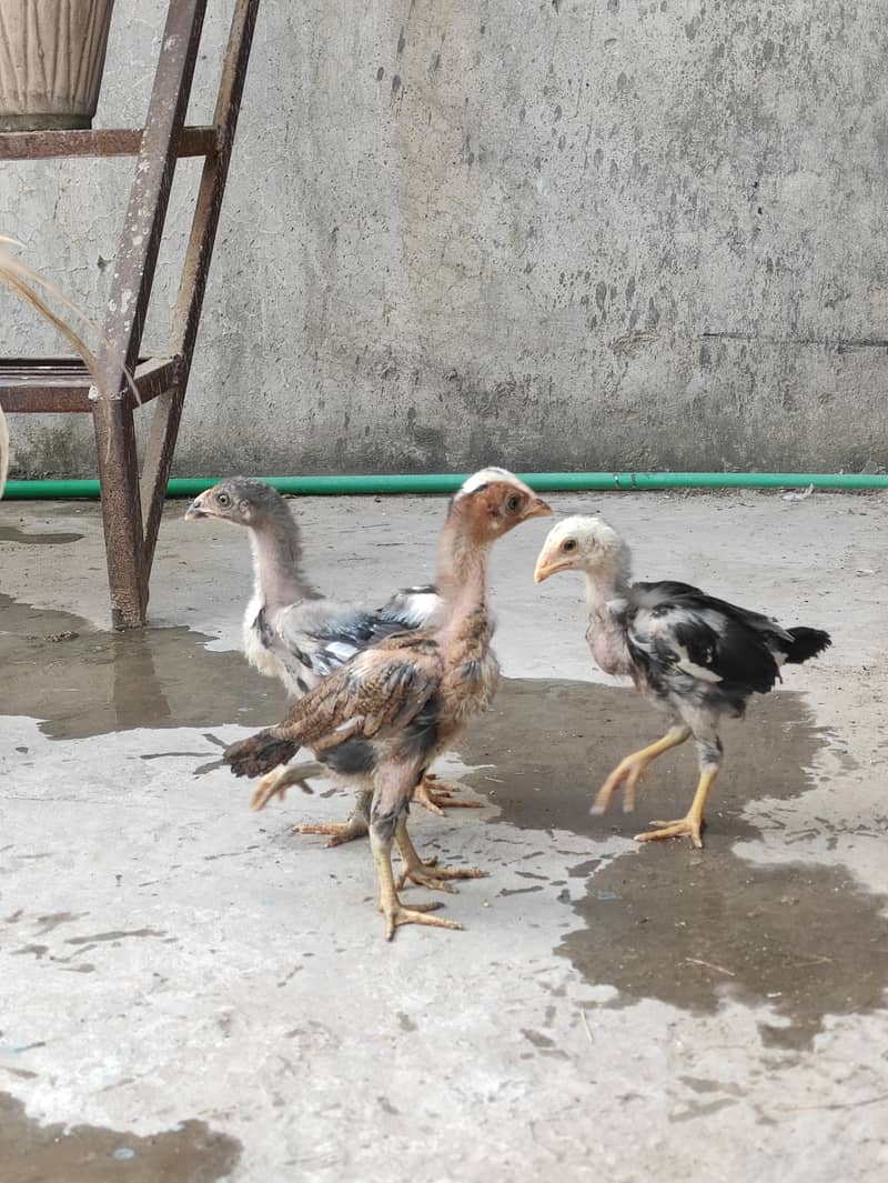 Aseel Chicks - Hens - 1105472319