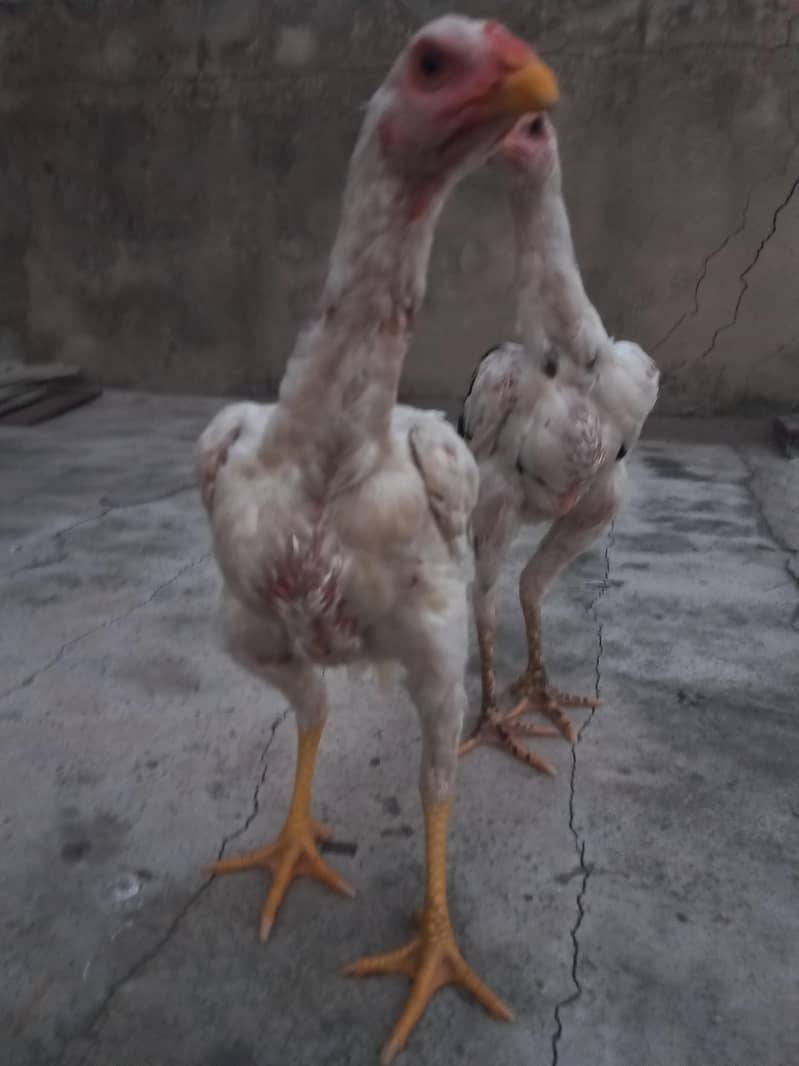 Sindhi Golden and Black Aseel - Hens - 1106574892