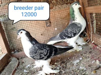 Pigeons Price in Pakistan | Pigeons for Sale in Pakistan