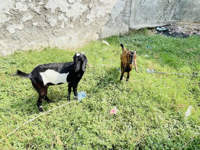 Goats 2 pair - Goats - 1106605850
