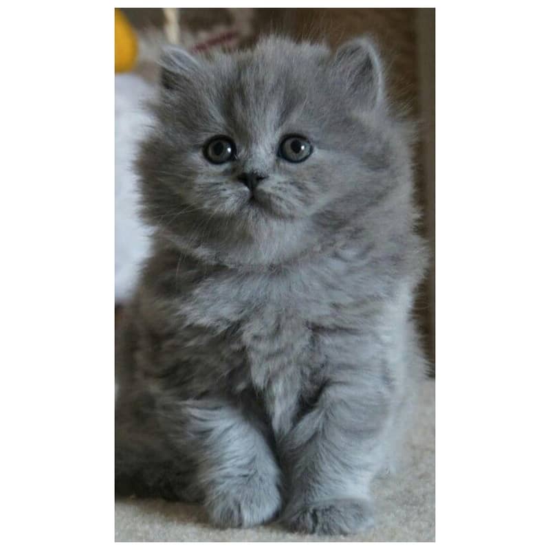 Persian hamalian british punch face piki face cat's and kitten's - Cats ...