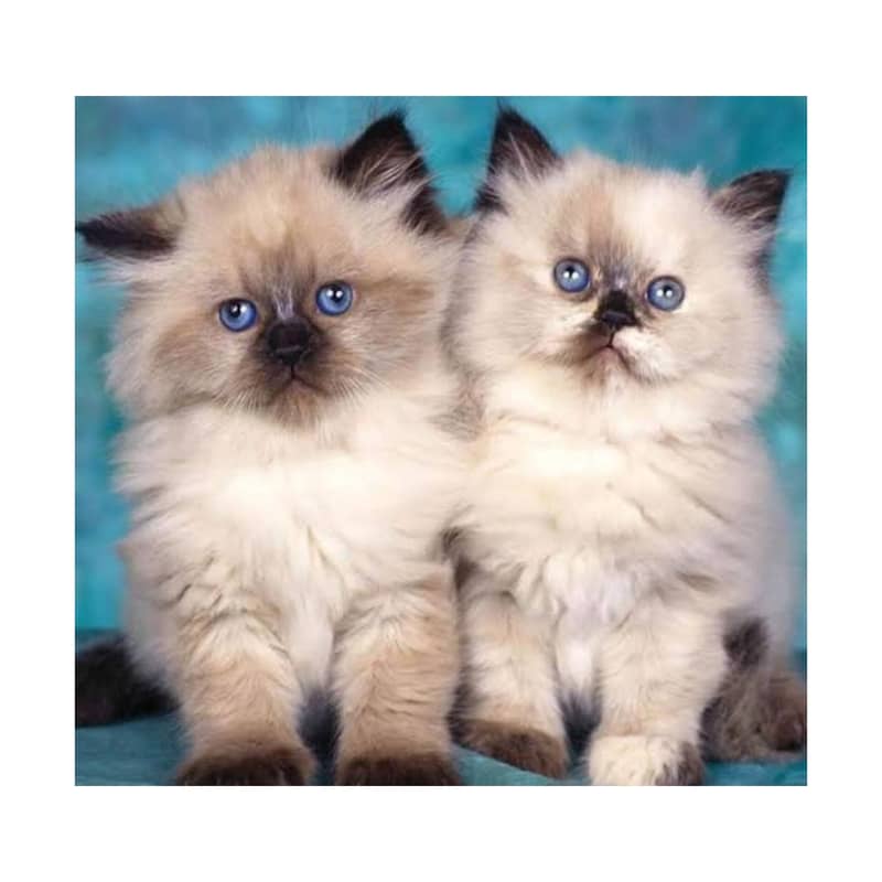 Persian hamalian british punch face piki face cat's and kitten's - Cats ...