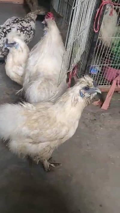 silkie hen agg laying - Hens - 1106618320