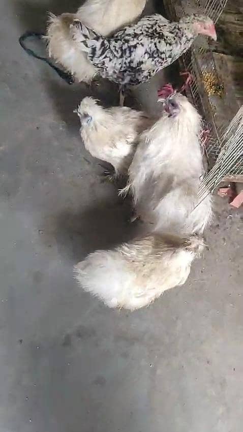 silkie hen agg laying - Hens - 1106618320