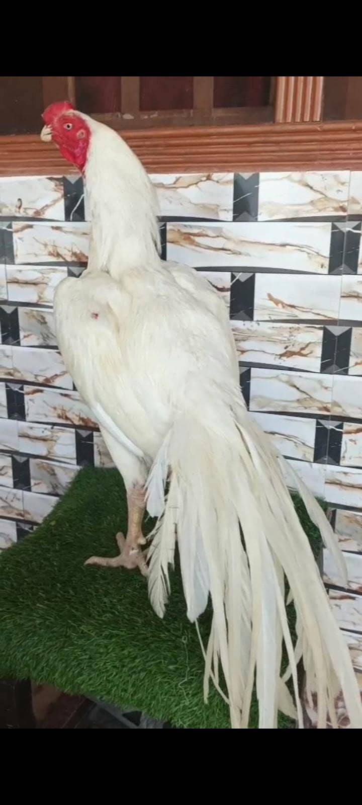white indian parrot beak male. high quality aseel pathy - Hens - 1106624517
