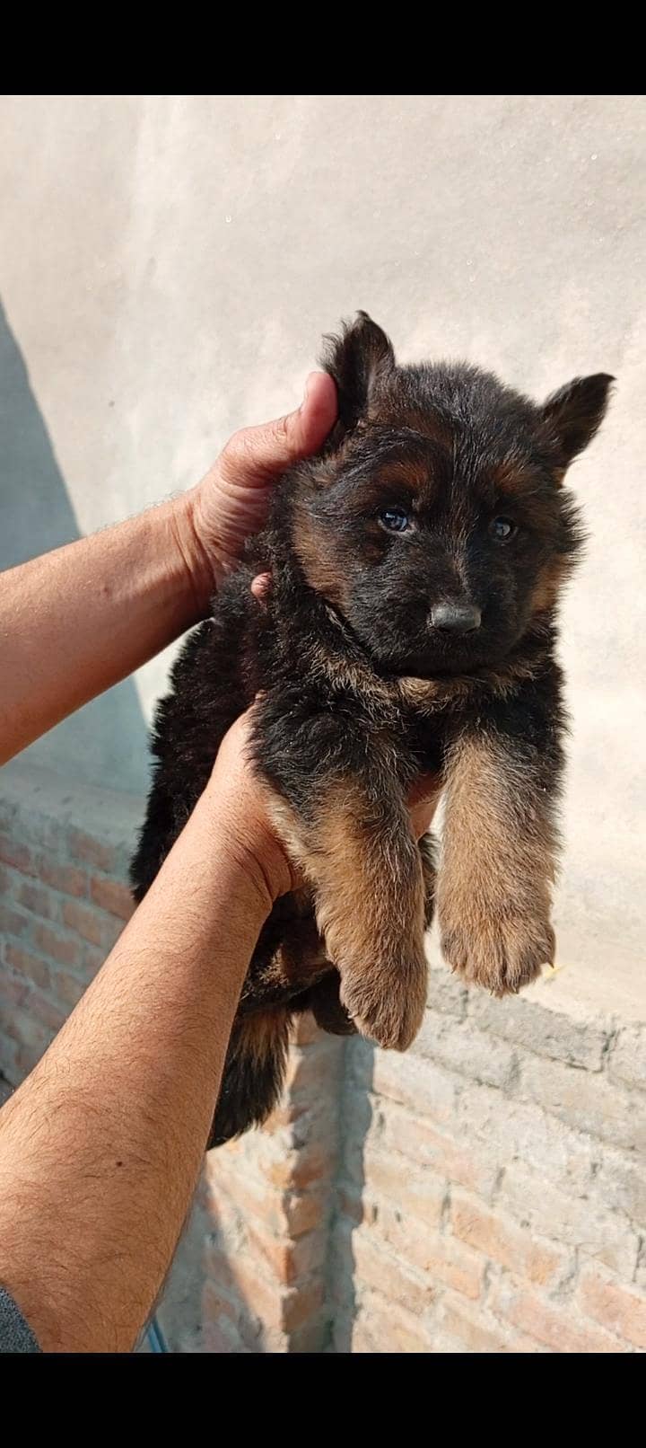 German pupp long cot - Dogs - 1104892401