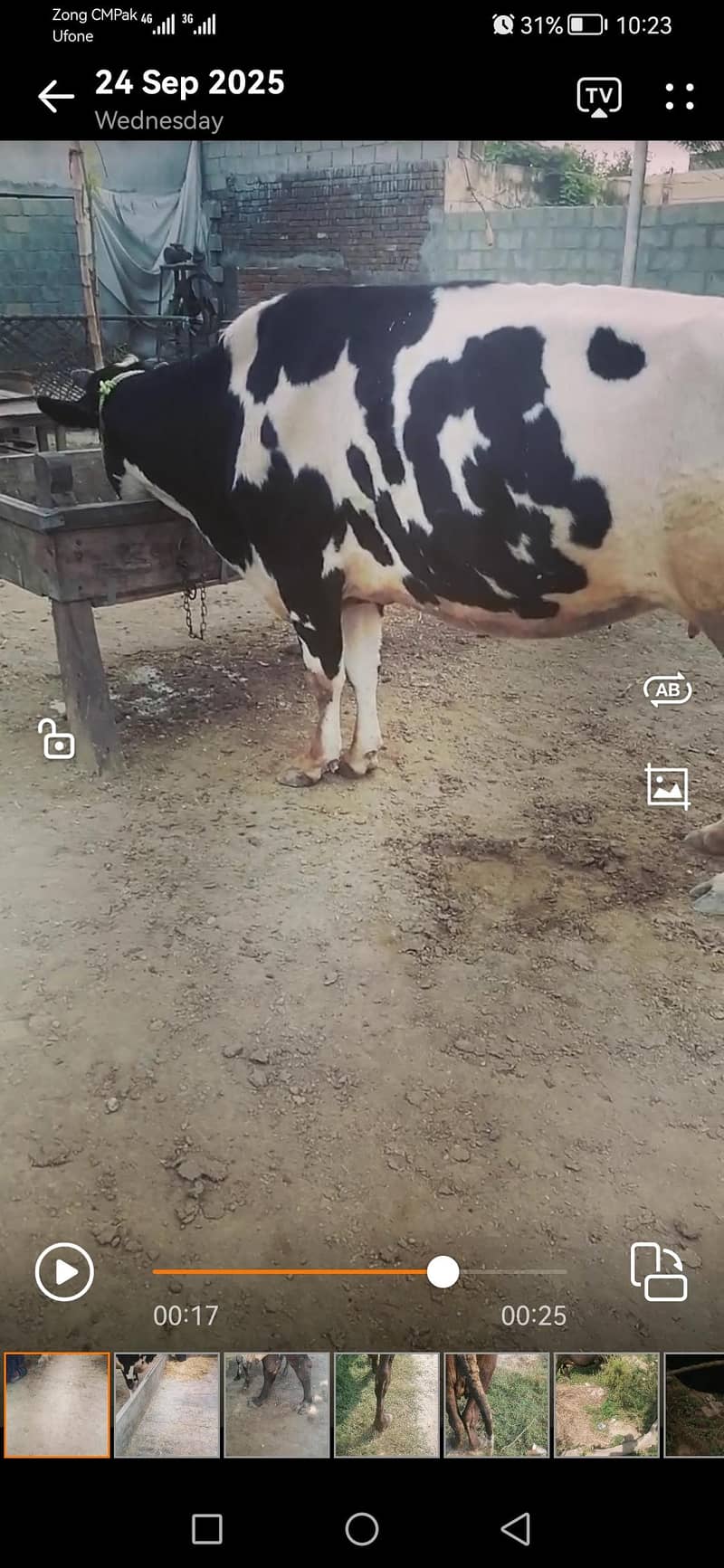 freezien hiefer dood 8 litr. moun 6chiigi location dina - Cows - 1106273459