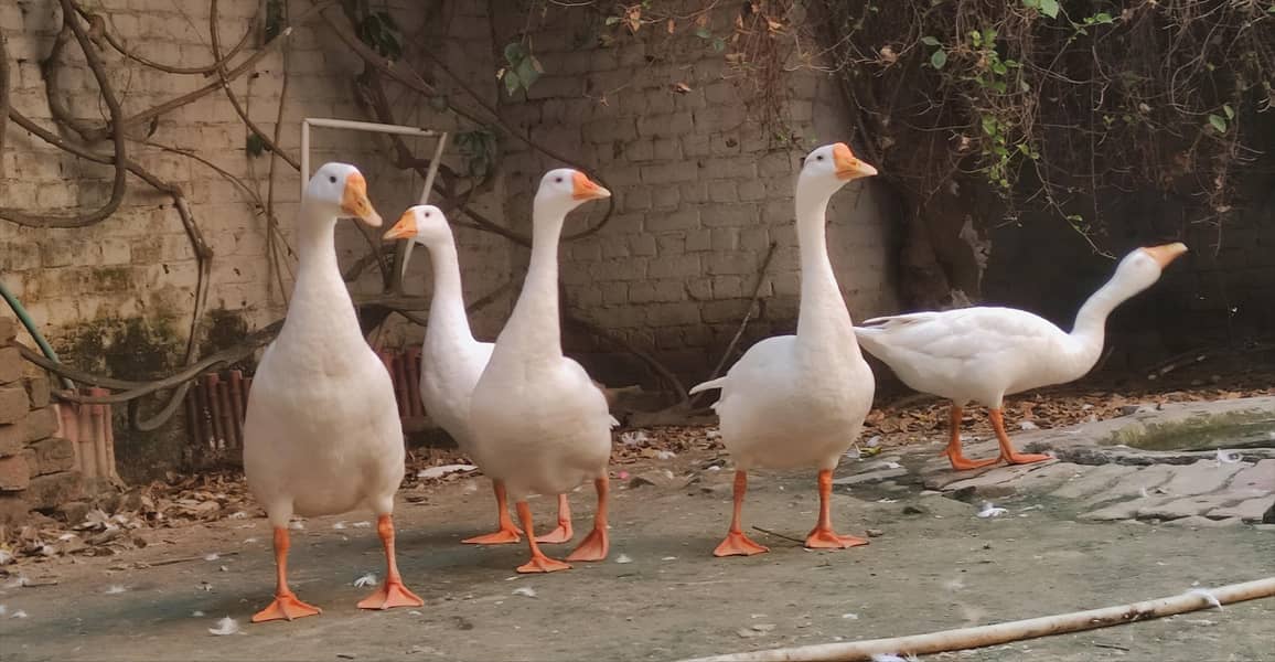 White Long Neck Ducks breeding pairs - Ducks - 1106666578