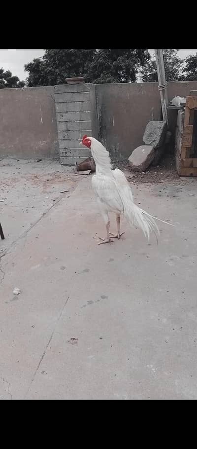 (QUALITY HEERA EGGS AVAILABLE) - Hens - 1106695128